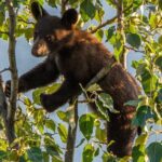 Morning Jasper National Park Wildlife Tour - FAQ