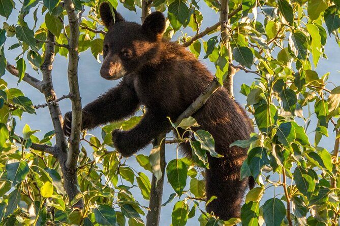 Morning Jasper National Park Wildlife Tour - FAQ