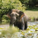 Morning Private Safari at Udawalawa National Park by La Safari inn Tours - Who Would Love This Tour?