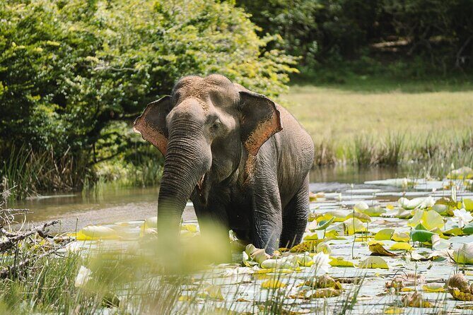 Morning Private Safari at Udawalawa National Park by La Safari inn Tours - Who Would Love This Tour?