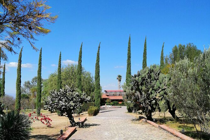 Morning Tour and Olive product tasting - The Sum Up: Valuing the Authentic Olive Oil Experience
