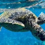 Morning Turtle Town Snorkel at Coral Gardens - The Experience: A Detailed Breakdown