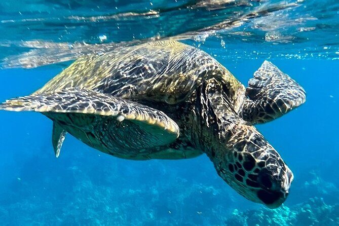 Morning Turtle Town Snorkel at Coral Gardens - The Experience: A Detailed Breakdown