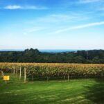 Mornington Peninsula Private Car Winery Tour.1-7 People One Car Price. - The Itinerary in Detail: What You Can Expect