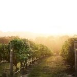Mornington Peninsula Small Group Rare Hare or Merricks Wine Store - What Travelers Say: Authentic Experiences and Enthusiastic Guides