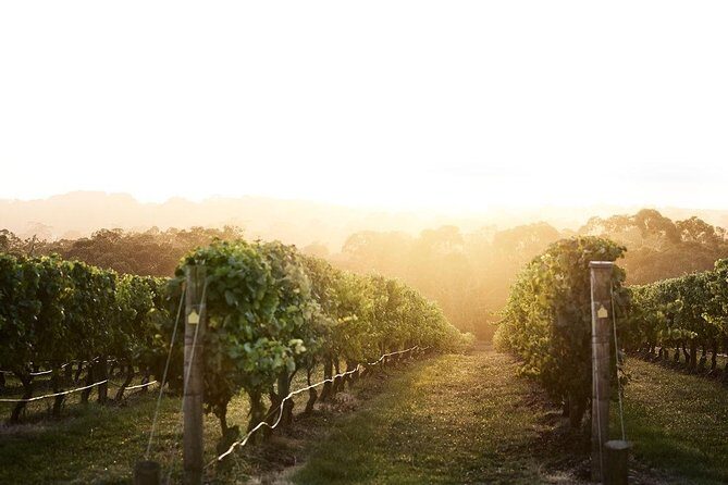 Mornington Peninsula Small Group Rare Hare or Merricks Wine Store - What Travelers Say: Authentic Experiences and Enthusiastic Guides
