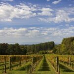 Mornington Peninsula Wine Day Tour - Final Thoughts: Is It Worth It?