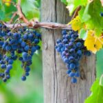 Mornington Peninsula Winery Bus Tour with Lunch & Wine - What to Expect from the Tour