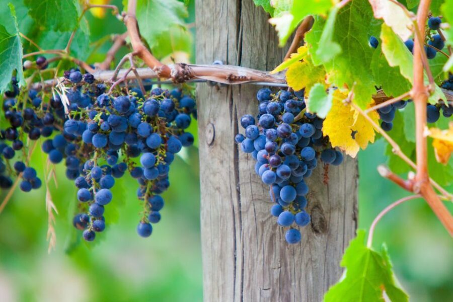 Mornington Peninsula Winery Bus Tour with Lunch & Wine - What to Expect from the Tour