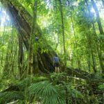 Mossman Gorge Daintree Experience Small Groups - Transport and Logistics