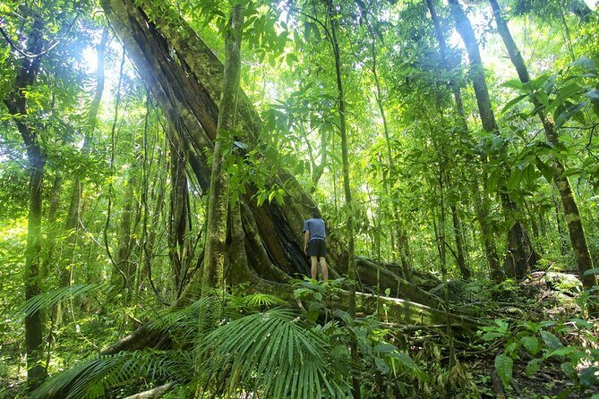Mossman Gorge Daintree Experience Small Groups - Transport and Logistics