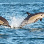 Motukorea / Browns Island Sea Kayak Journey - A Detailed Look at the Tour Experience