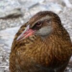 Mou Waho Island Cruise & Self-Guided Nature Walk - Mou Waho Island: A Nature Lovers’ Sanctuary