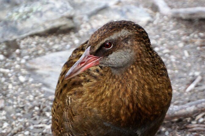 Mou Waho Island Cruise & Self-Guided Nature Walk - Mou Waho Island: A Nature Lovers’ Sanctuary