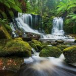 Mount Field Day Tour Private Charter Service - Wildlife Encounters at Bonorong Sanctuary