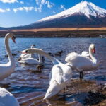 Mount Fuji Day Tour by Chartered Car - Who Will Love This Tour?