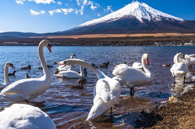 Mount Fuji Day Tour by Chartered Car - Who Will Love This Tour?