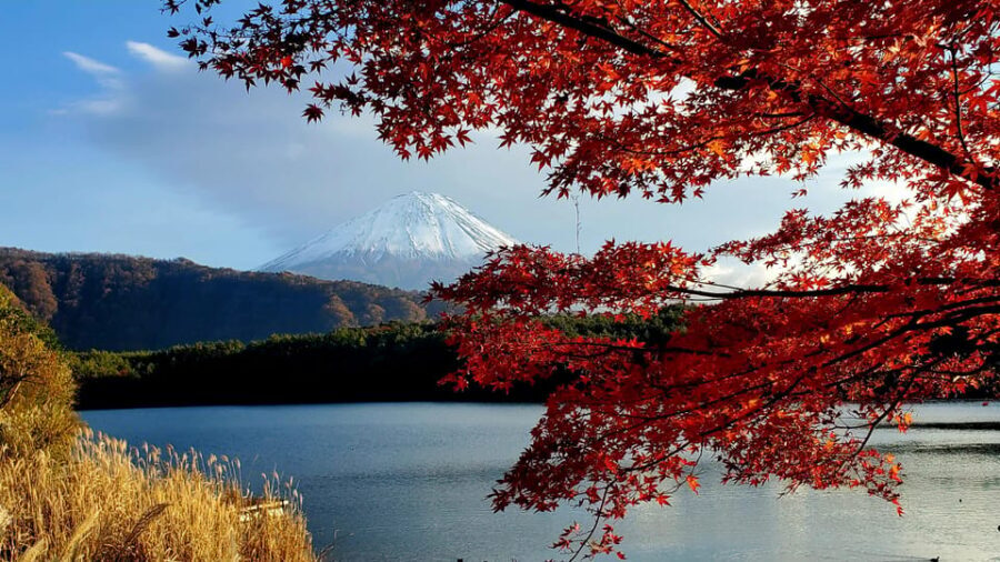 Mount Fuji Full-Day Private Tour from Tokyo (Customizable) - Who Should Consider This Tour?