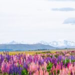 Mt. Cook Day-Tour: Christchurch to Queenstown - The Practical Side: What’s Included and What’s Not