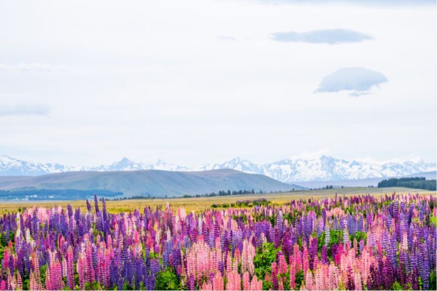 Mt. Cook Day-Tour: Christchurch to Queenstown - The Practical Side: What’s Included and What’s Not