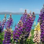 Mt Cook to Christchurch One-Way Small Group Tour via Lake Tekapo - The Highlight: Lake Tekapo