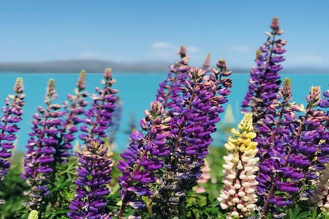 Mt Cook to Christchurch One-Way Small Group Tour via Lake Tekapo - The Highlight: Lake Tekapo
