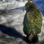 Mt Cook to Lake Tekapo One-Way Small Group Tour - What’s Included and What You Should Keep in Mind