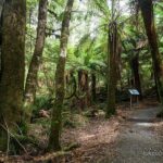 Mt Field and Styx Valley Photography Tour - Who Should Consider This Tour?