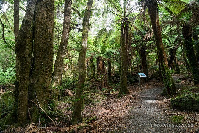 Mt Field and Styx Valley Photography Tour - Who Should Consider This Tour?