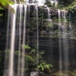 Mt Field National Park and Russell Falls with Bonorong Wildlife - Price and Value Analysis