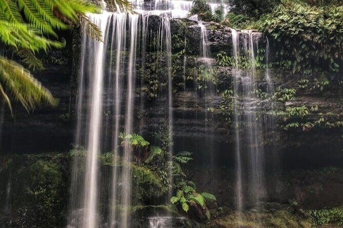 Mt Field National Park and Russell Falls with Bonorong Wildlife - Price and Value Analysis