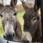 Mt Rushmore, Crazy Horse, Custer State Park Monument Tour - The Value of a Private Tour