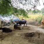 Mughal Heritage Walk in Kachhpura Village around Taj Mahal - FAQ