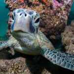 Muiron Islands Snorkeling in Exmouth - What to Expect from the Guides and Group Dynamics