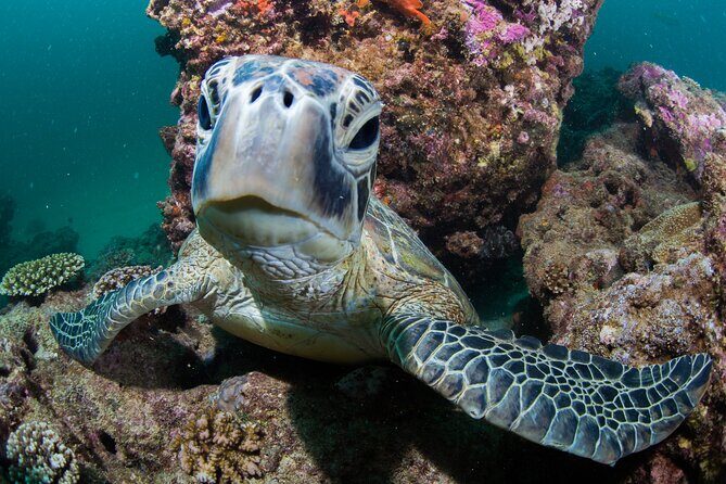 Muiron Islands Snorkeling in Exmouth - What to Expect from the Guides and Group Dynamics