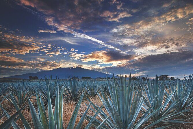 Multi Day Tequila Tour - Day 2: Tequila and Its Heritage in Jalisco