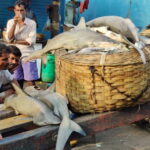Mumbai Coastal Cooking: From Fishing Net to Flavourful Plate - Final Thoughts