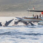 Munduk Waterfall Dolphin and Snorkeling Tour - Analyzing Value and Suitability