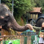 Munnar: Local Highlights Day Tour with Top station Visit - Who Should Consider This Tour?