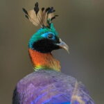 Munsiari Birding tour - Daily Itinerary Breakdown