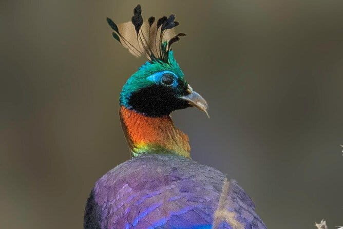 Munsiari Birding tour - Daily Itinerary Breakdown