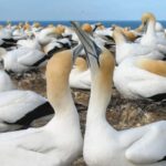 Muriwai Beach & Gannet Colony Private Tour - Final Thoughts: Is It Worth It?