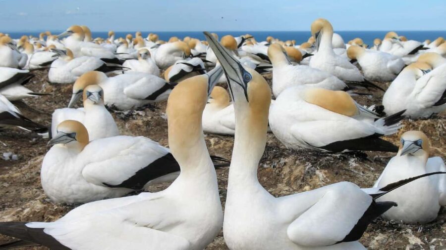 Muriwai Beach & Gannet Colony Private Tour - Final Thoughts: Is It Worth It?