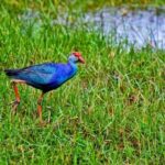 Muthurajawela Bird Watching Boat Tour - FAQ