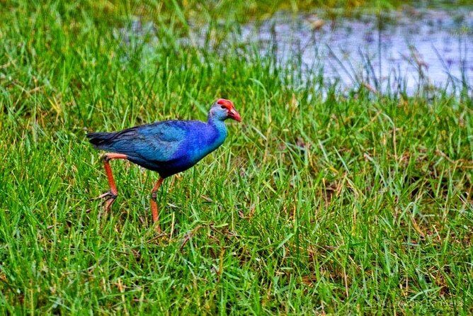 Muthurajawela Bird Watching Boat Tour - FAQ