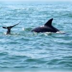 Myrtle Beach: Dolphin Cruise on the Sea Thunder - What Makes the Sea Thunder Dolphin Cruise Stand Out?