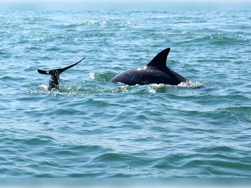 Myrtle Beach: Dolphin Cruise on the Sea Thunder - What Makes the Sea Thunder Dolphin Cruise Stand Out?