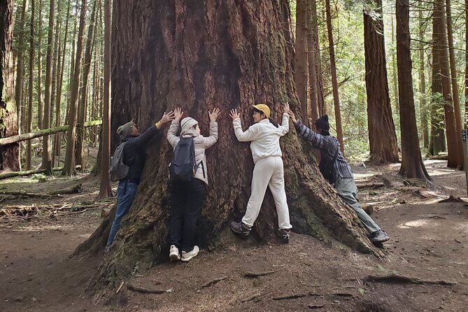 Mystical Rainforest Tour - Forest Magick - The Detailed Itinerary