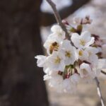 Nagano: 1-Day Snow Monkey & Cherry Blossom Tour in Spring - Detailed Itinerary Breakdown