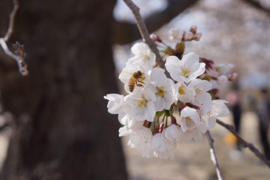 Nagano: 1-Day Snow Monkey & Cherry Blossom Tour in Spring - Detailed Itinerary Breakdown